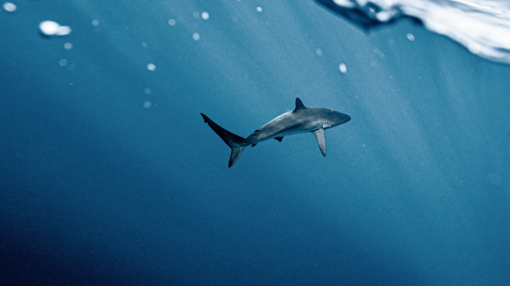 Un grand requin blanc repéré près des spots de Méditerranée - Surf Session
