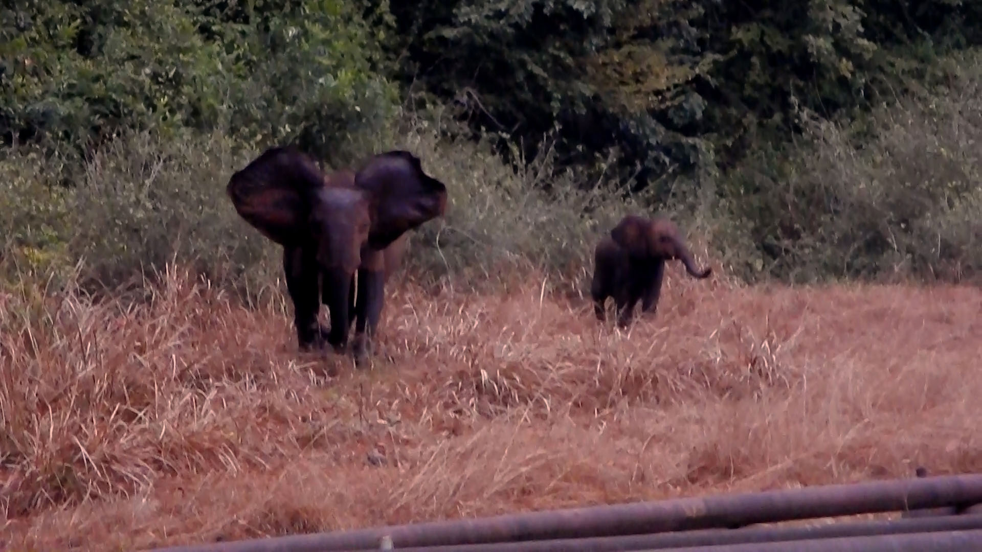 Lost in the Swell : les éléphants contre-attaquent - Surf Session