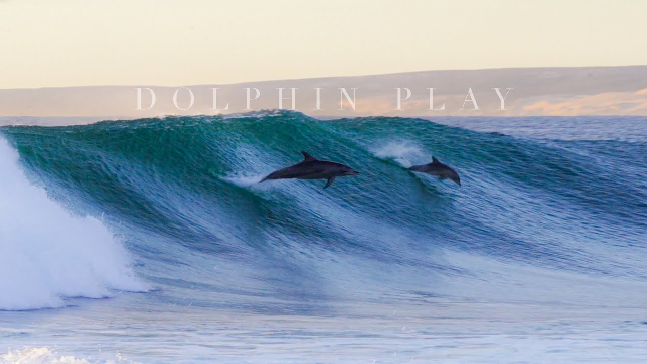 West Oz : ballet mystique entre dauphins et surfeurs - Surf Session