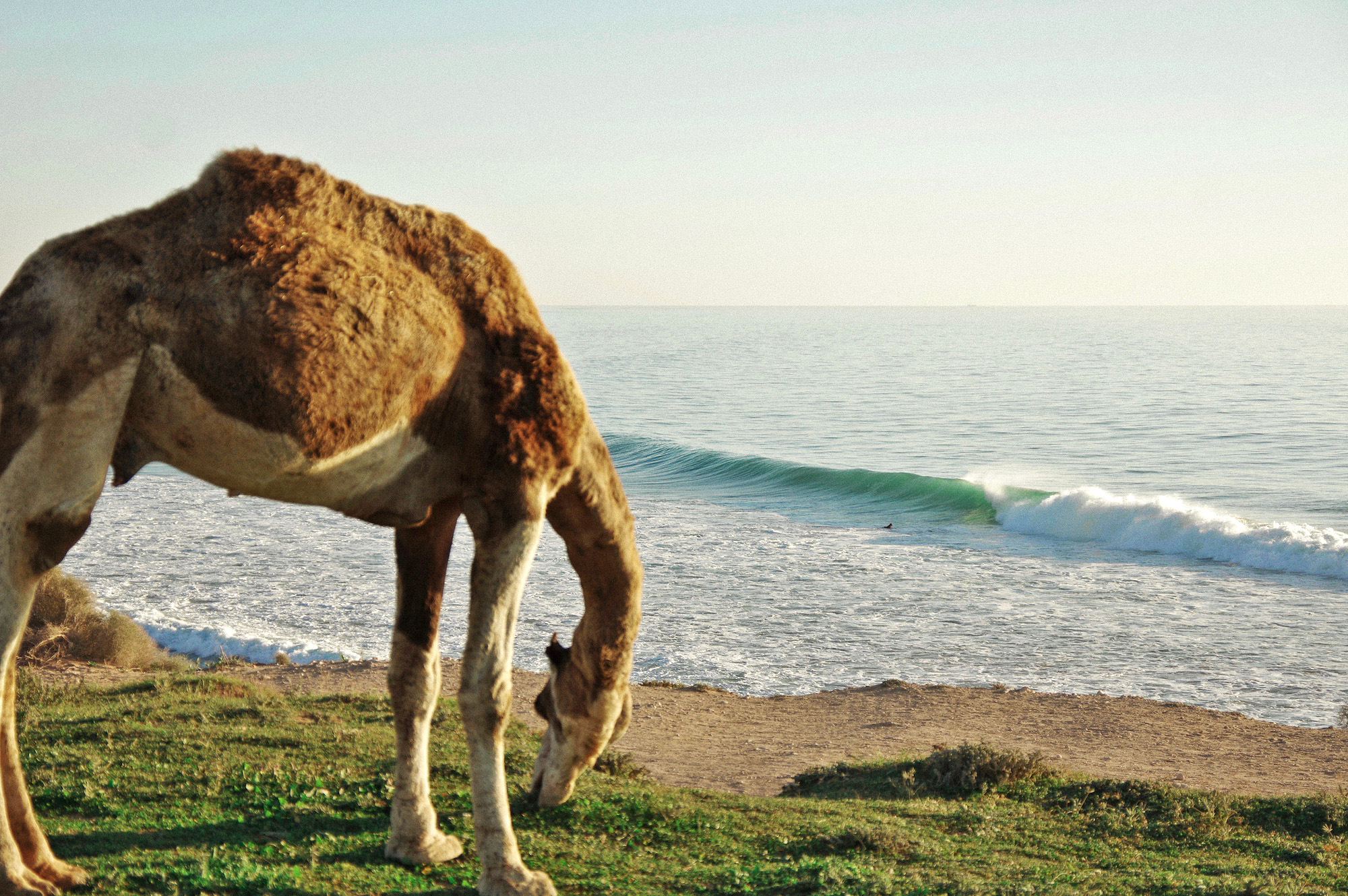 Zen Surf Morocco : le surf & yoga camp idéal dans la baie de Taghazout ...